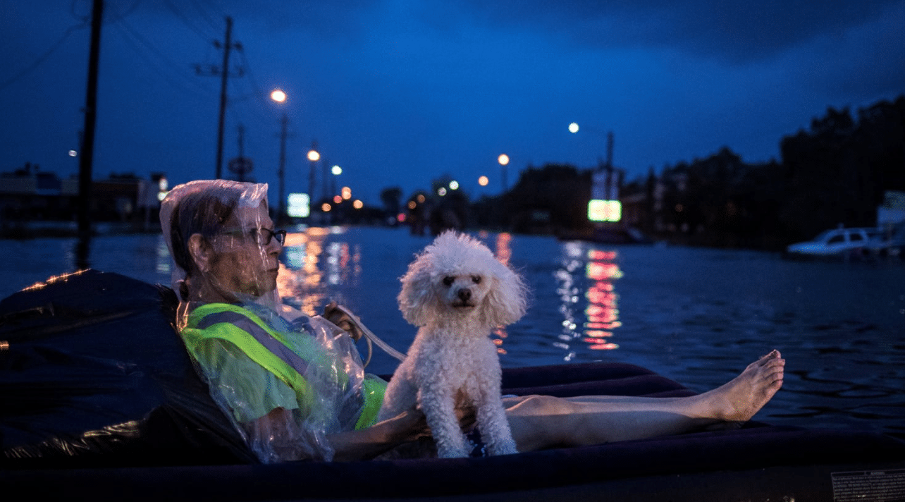 Gli abitanti del Texas portano in salvo gli animali dall'uragano Harvey ...