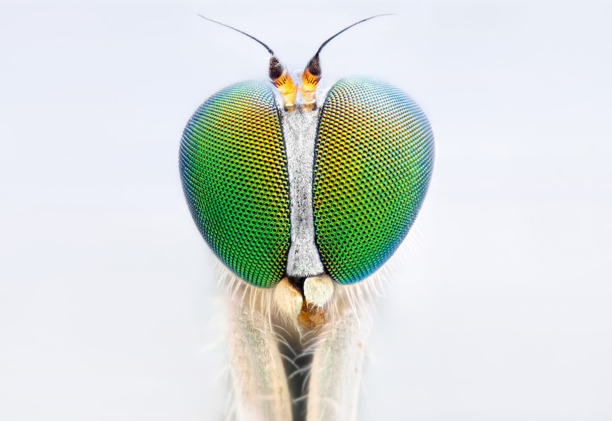 Le incredibili foto ravvicinate che mostrano insetti giganti e spaventosi