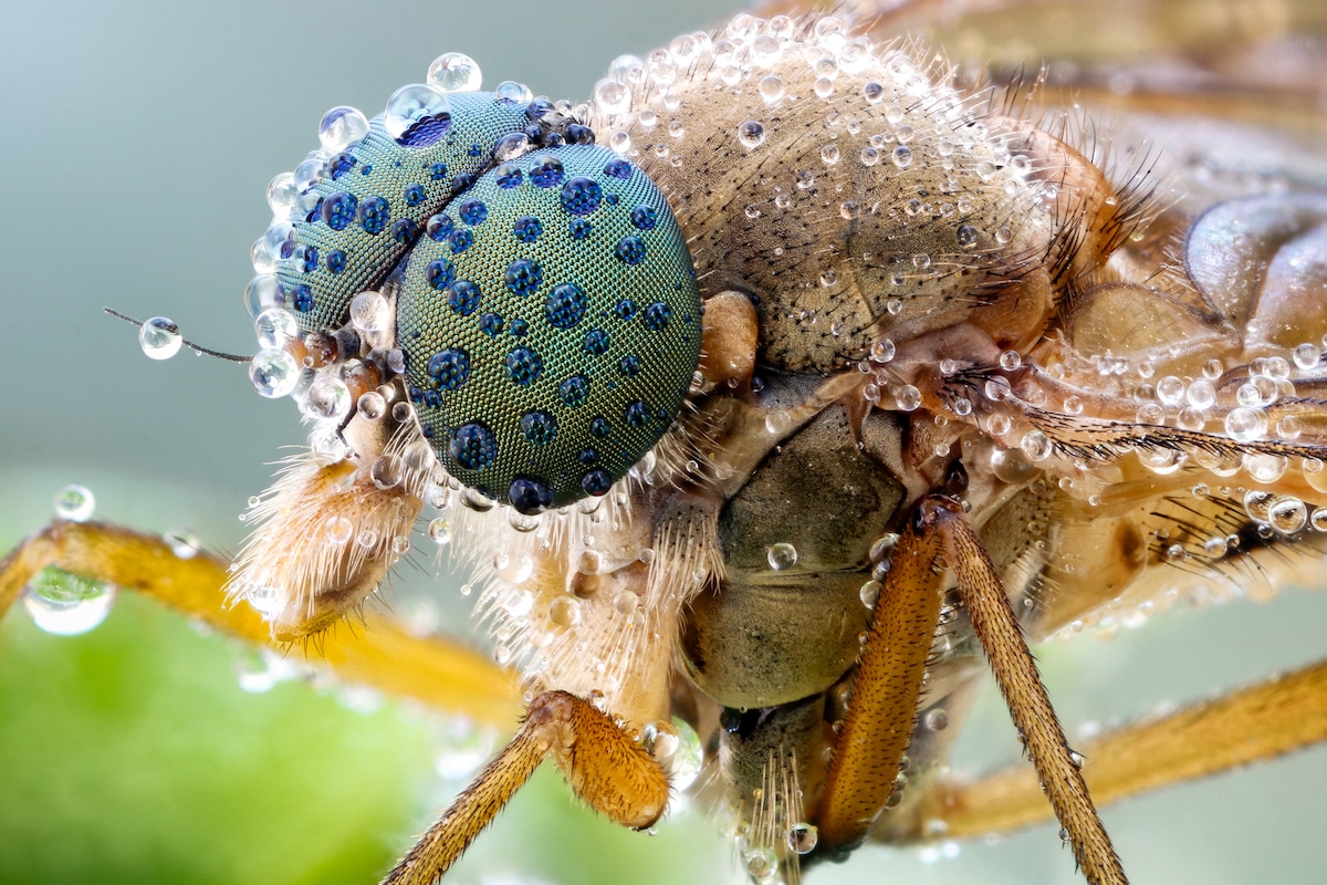 Le incredibili foto ravvicinate che mostrano insetti giganti e spaventosi