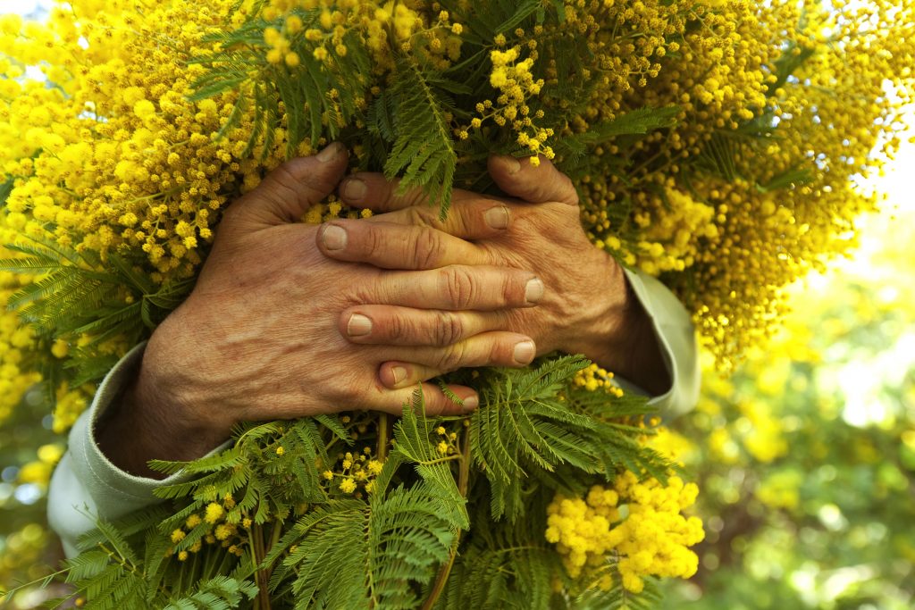 Da dove vengono le mimose che ogni 8 marzo regaliamo alle donne | TPI