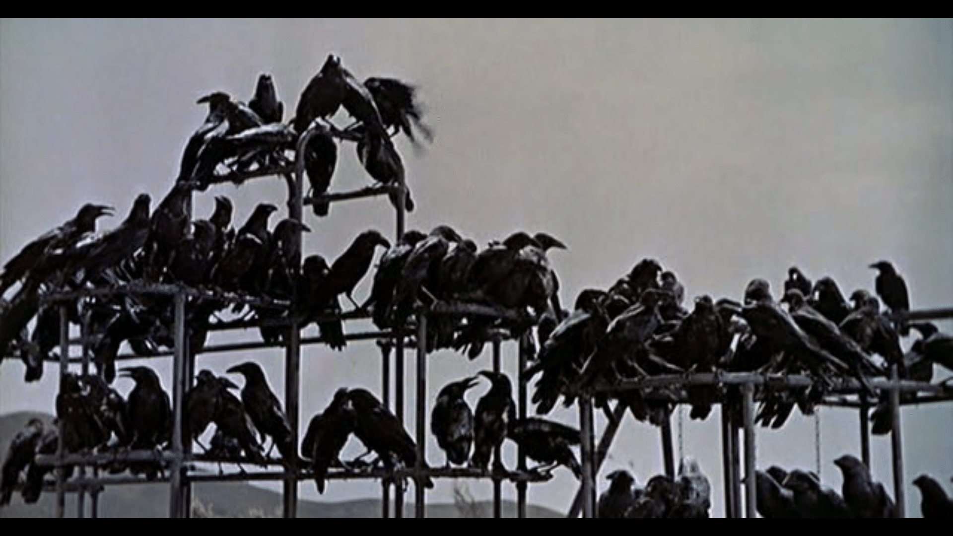 In Francia uno stormo di corvi è stato addestrato a raccogliere immondizia