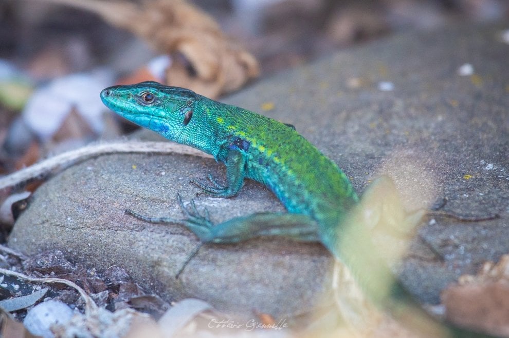 La rara lucertola azzurra di Licosa fotografata nel Cilento