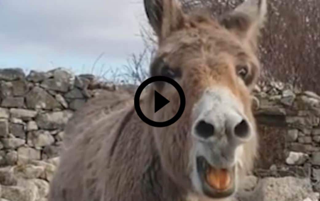 L'asino che canta: grazie ai suoi ragli Harriet è diventato star dei social