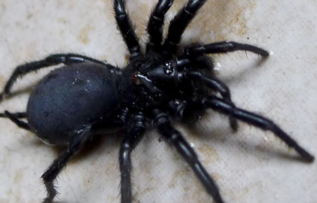 Il più grosso ragno d'Europa è arrivato in Italia: dove si trova come ...