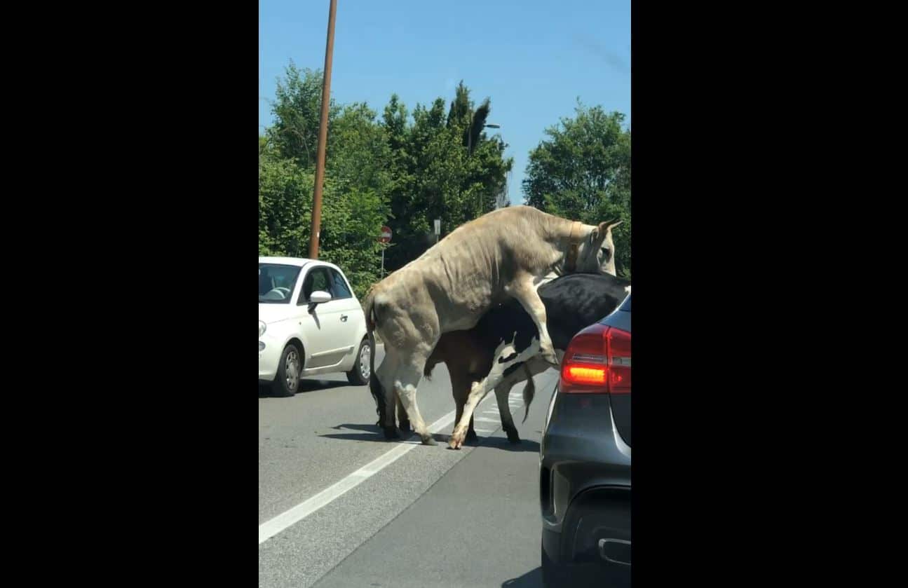 Roma, un toro e una mucca si accoppiano in strada | VIDEO