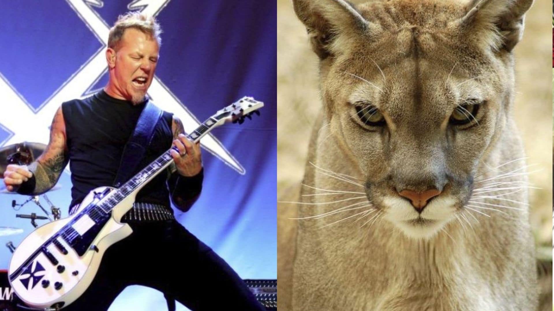 Una ragazza respinge un puma mettendo una canzone dei metallica