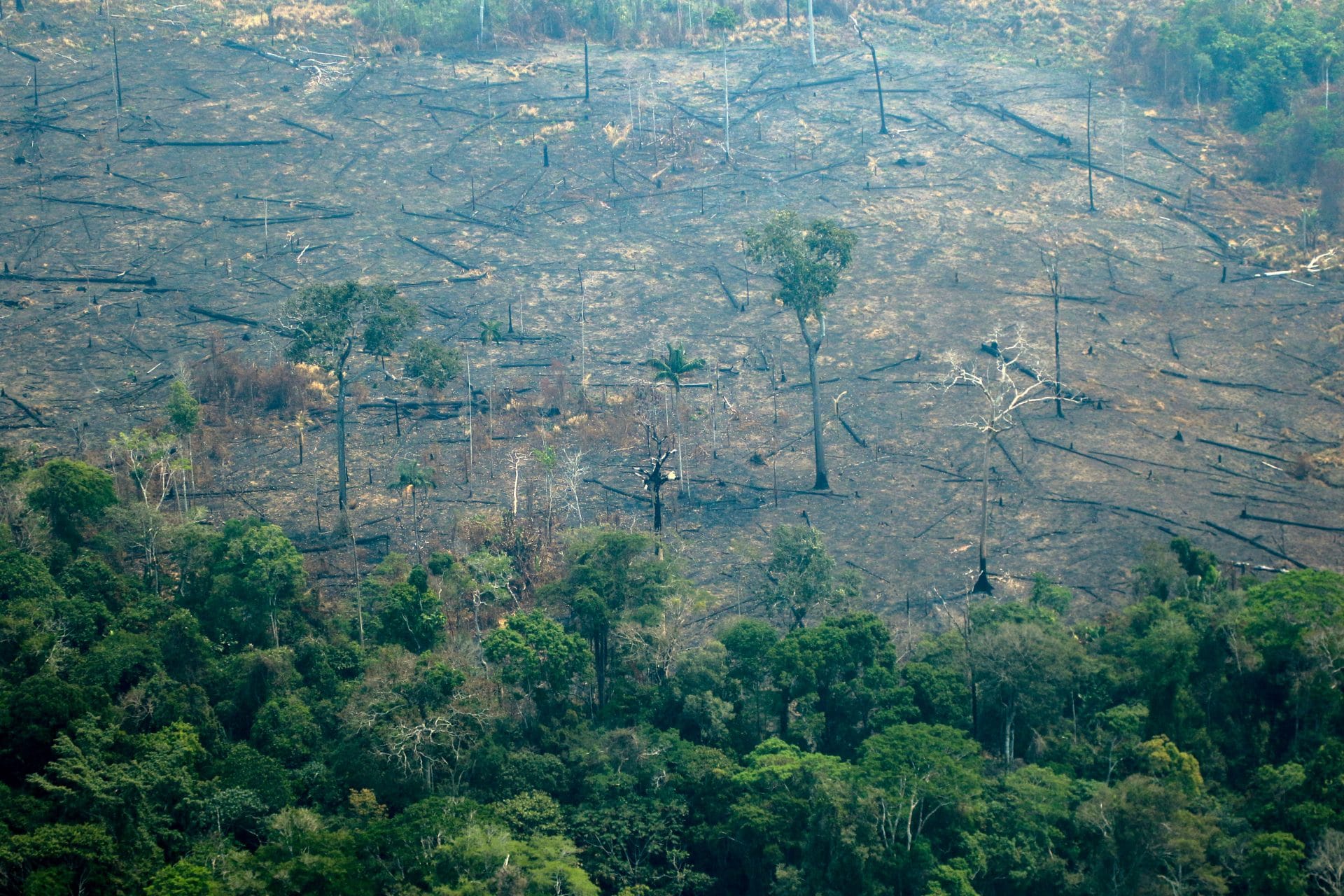 L'Amazzonia brucia: ecco perché la pioggia non spegne gli incendi L'Amazzonia brucia: ecco perché la pioggia non spegne gli incendi