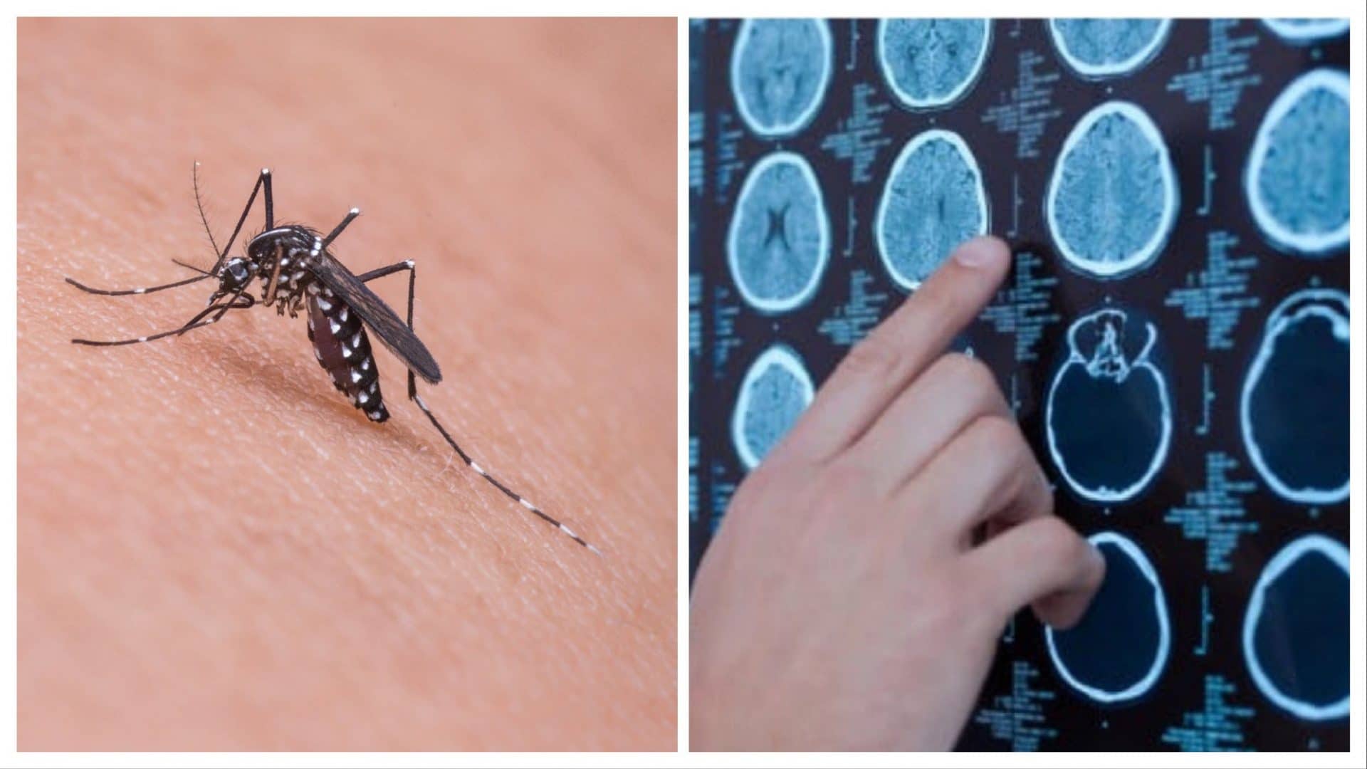 Cresce l'allarme per le zanzare che trasmettono il virus letale per il ...