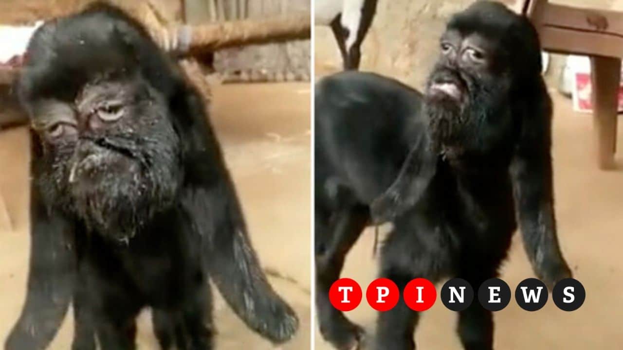 Capra con faccia di un uomo: venerata come "avatar di Dio" | VIDEO