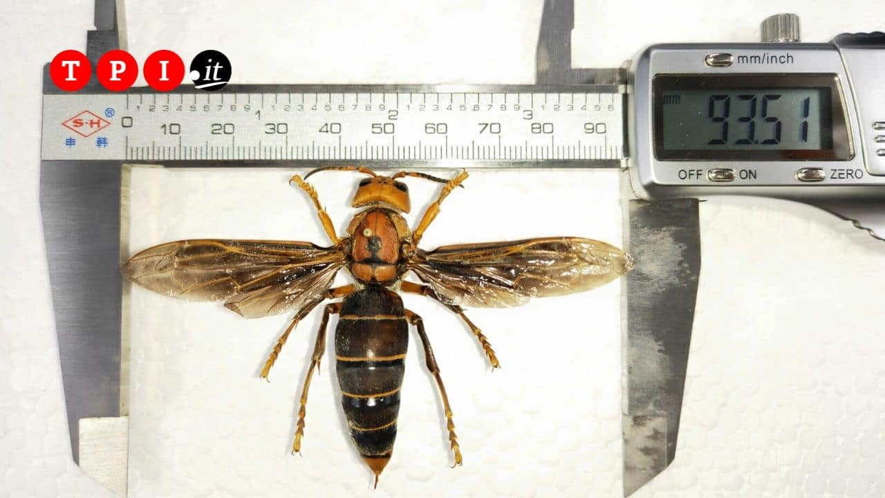 Calabrone gigante asiatico: cosa sappiamo dell'insetto killer