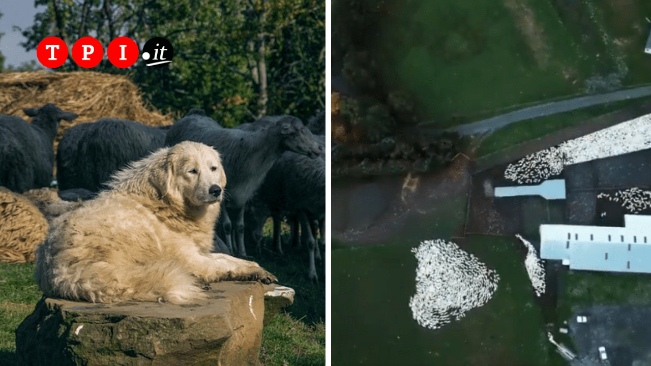 Così il cane da pastore guida il gregge nel recinto | VIDEO