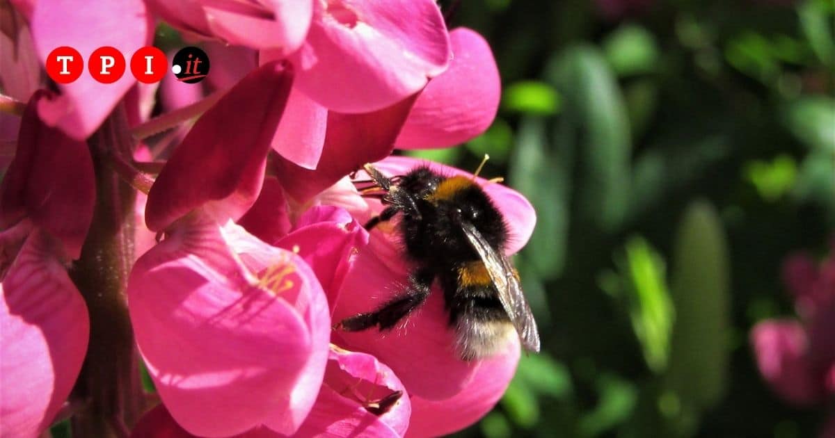Teramo, donna punta da un "calabrone nero" muore davanti al marito