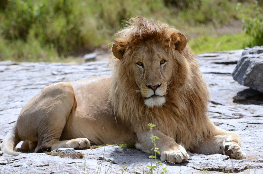 WWF: il 10 agosto è la Giornata Mondiale del Leone. 10 cose da sapere