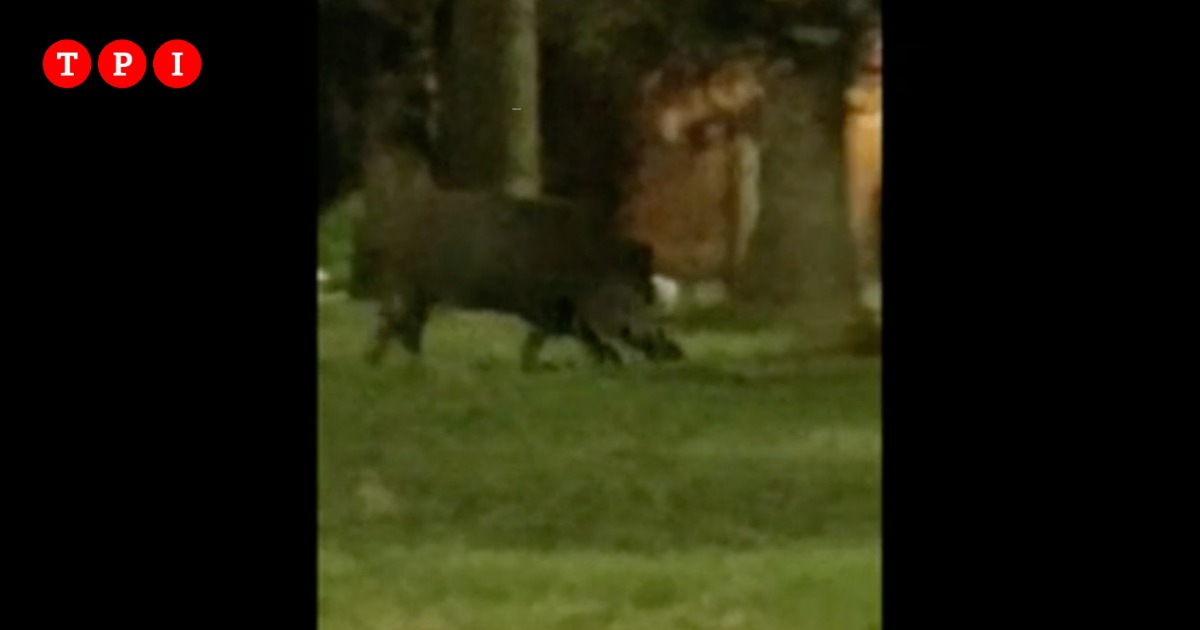 Cinghiale alla Rai: il video a Largo Villy De Luca a Roma