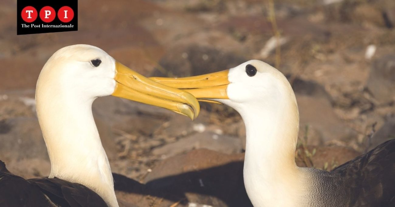 Gli albatros “divorziano” più spesso e la colpa è della crisi climatica
