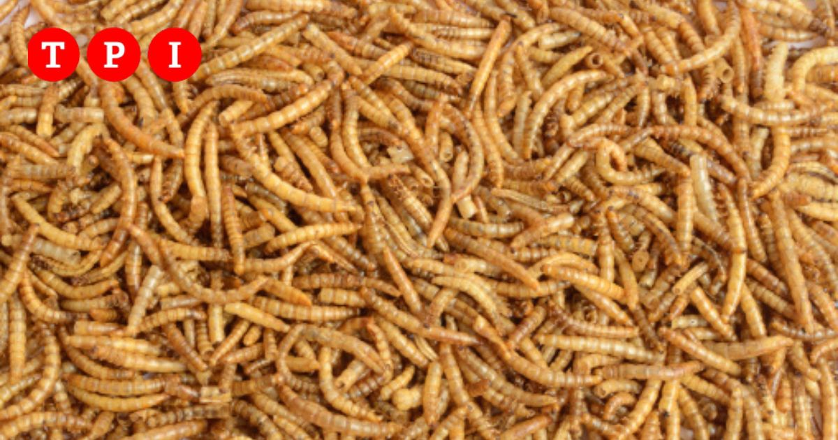 Insetti e larve come cibo ai bambini delle scuole inglesi: lo studio