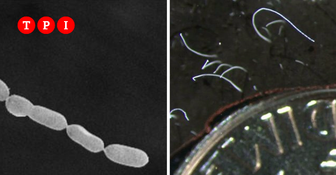 Scoperto il batterio più grande del mondo: è visibile ad occhio nudo