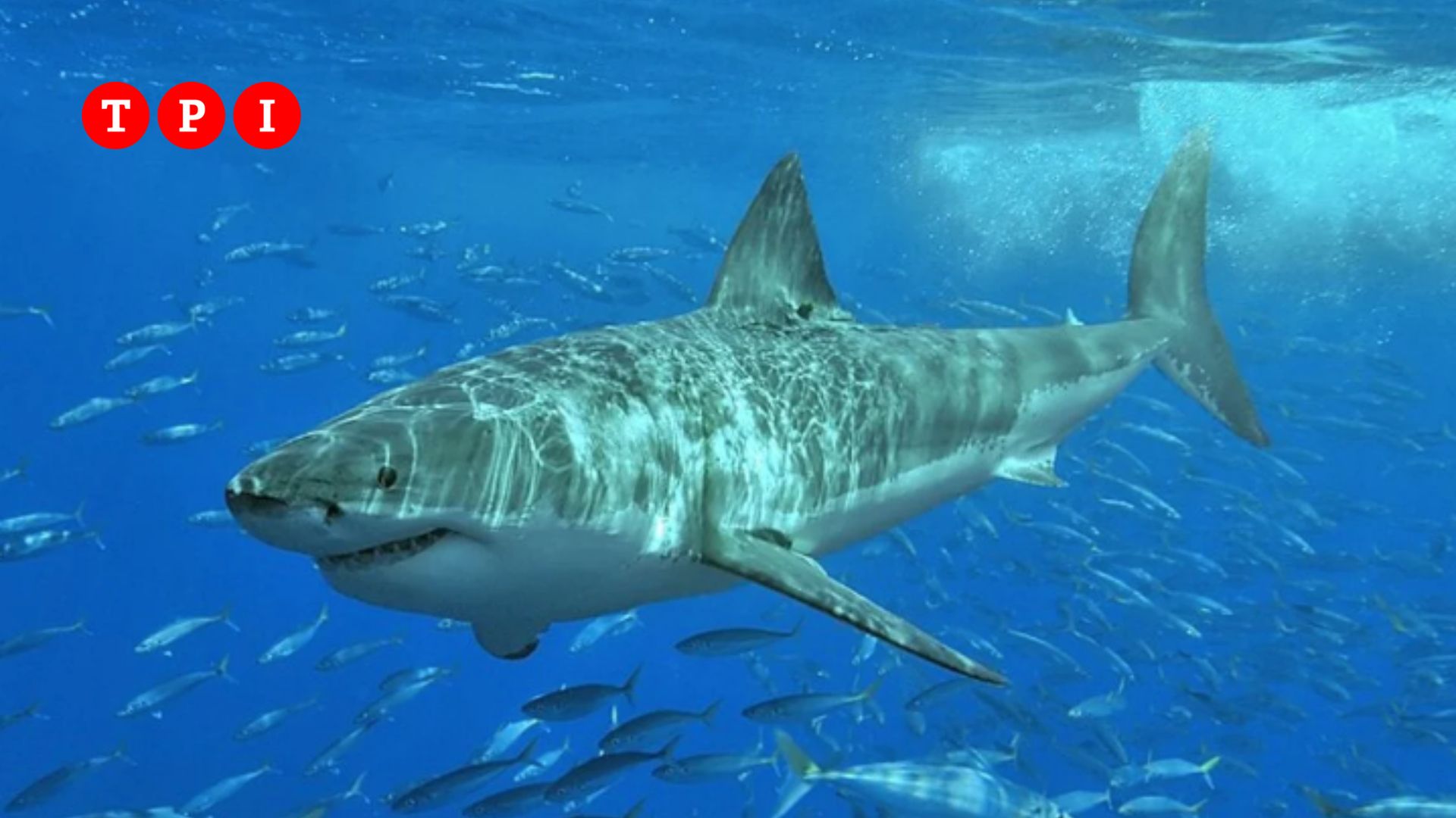 Stati Uniti, allarme a Long Island: surfista aggredito da uno squalo