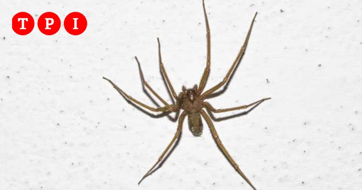 Ragno violino in Italia | casi in aumento L’esperto | “Mai visto niente ...