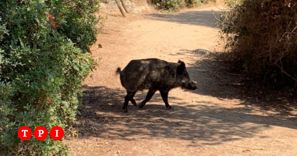 Cinghiali fanno irruzione in una scuola nel Pescarese: paura tra i bambini