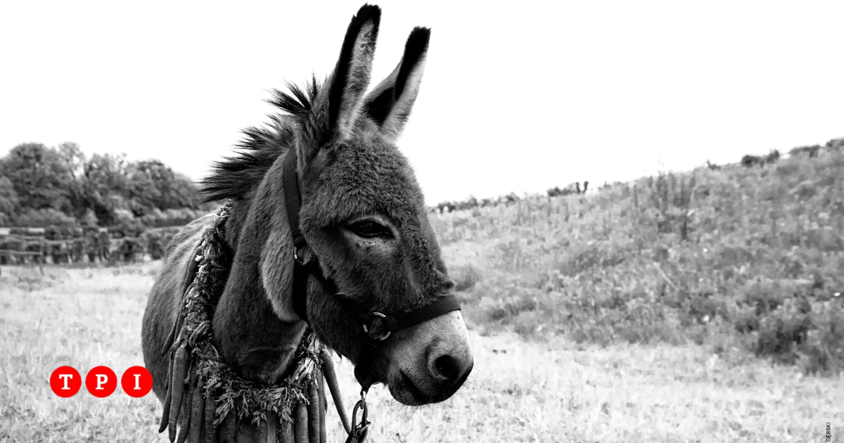 EO, in esclusiva su TPI una clip del film del regista Jerzy Skolimowski