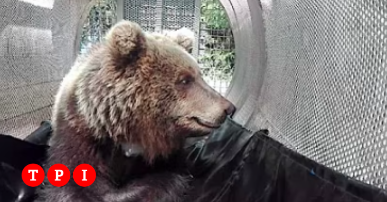 Runner ucciso, catturata nella notte Jj4: ora l'orsa è al Casteller