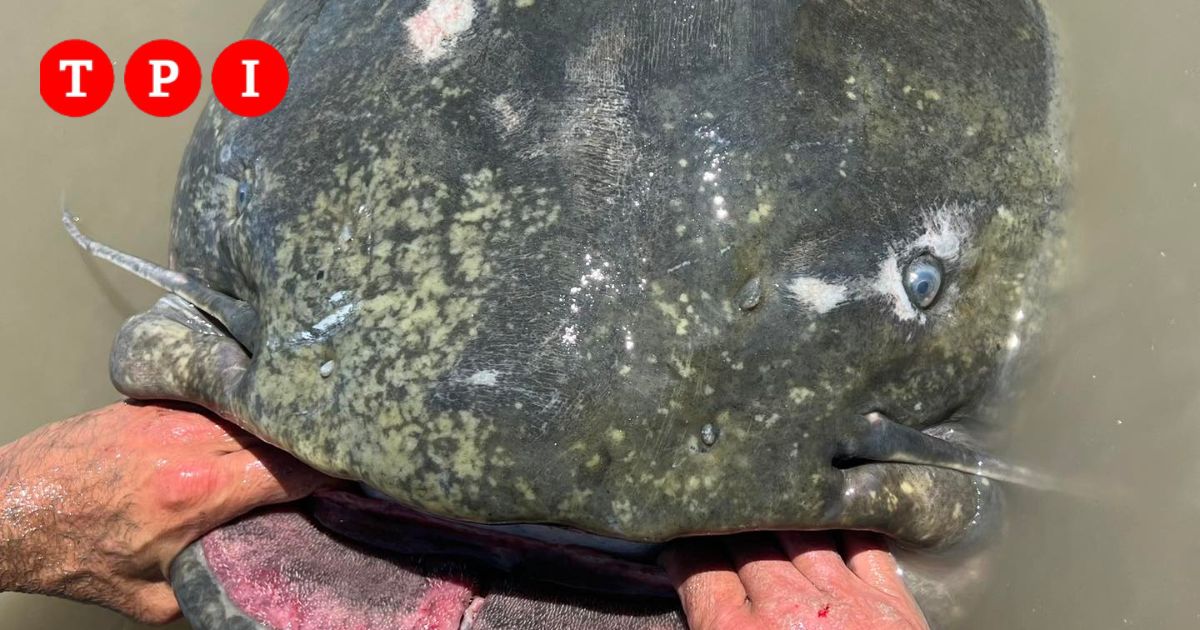 Un gigantesco pesce siluro di quasi 3 metri è stato pescato nel Po