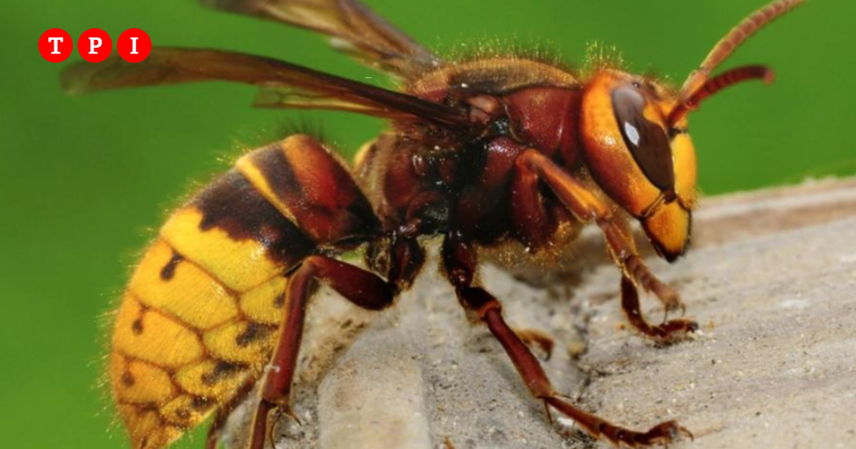 Bimbo morto per la puntura di un calabrone: i suoi organi salvano 5 vite