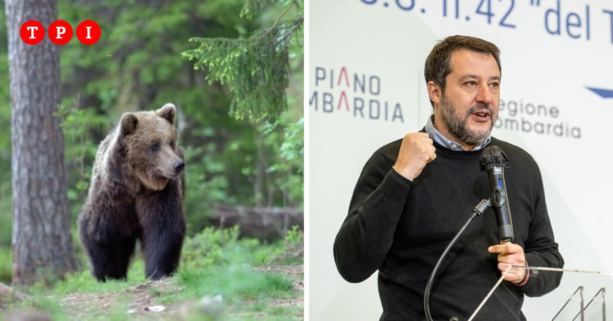 Orsi in Trentino, Salvini propone regole più dure contro gli animali