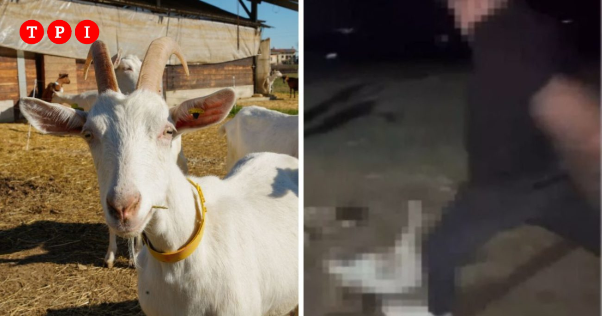 Anagni, concluse le indagini sulla capretta presa a calci