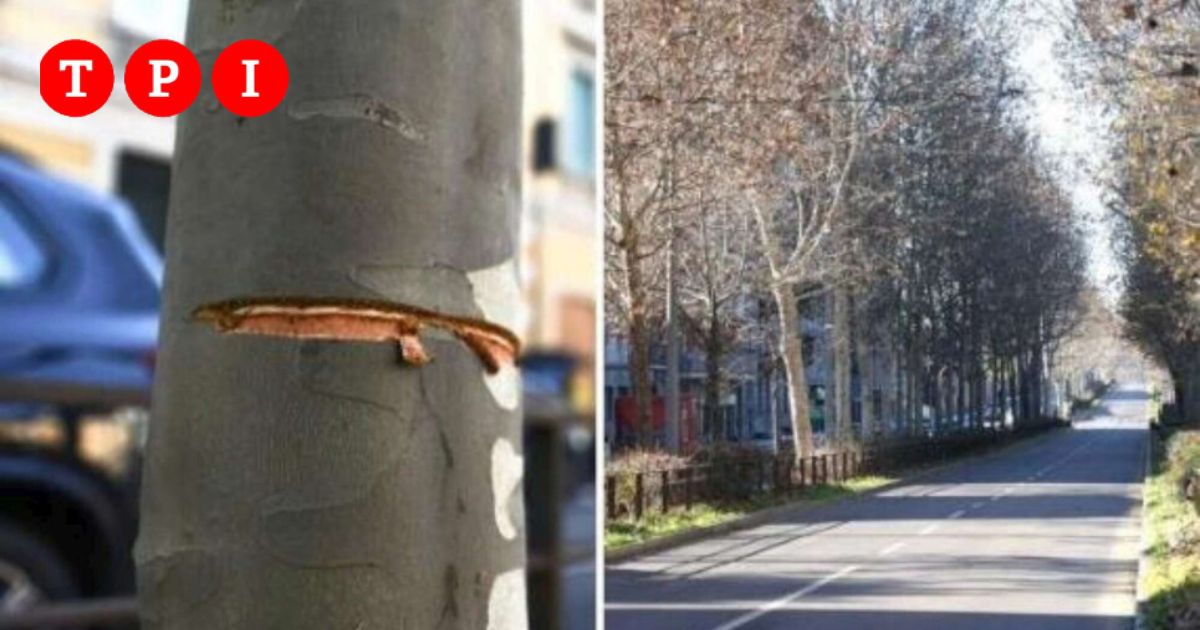 Tendono un cavo d’acciaio in strada, identificati i complici di Alex ...