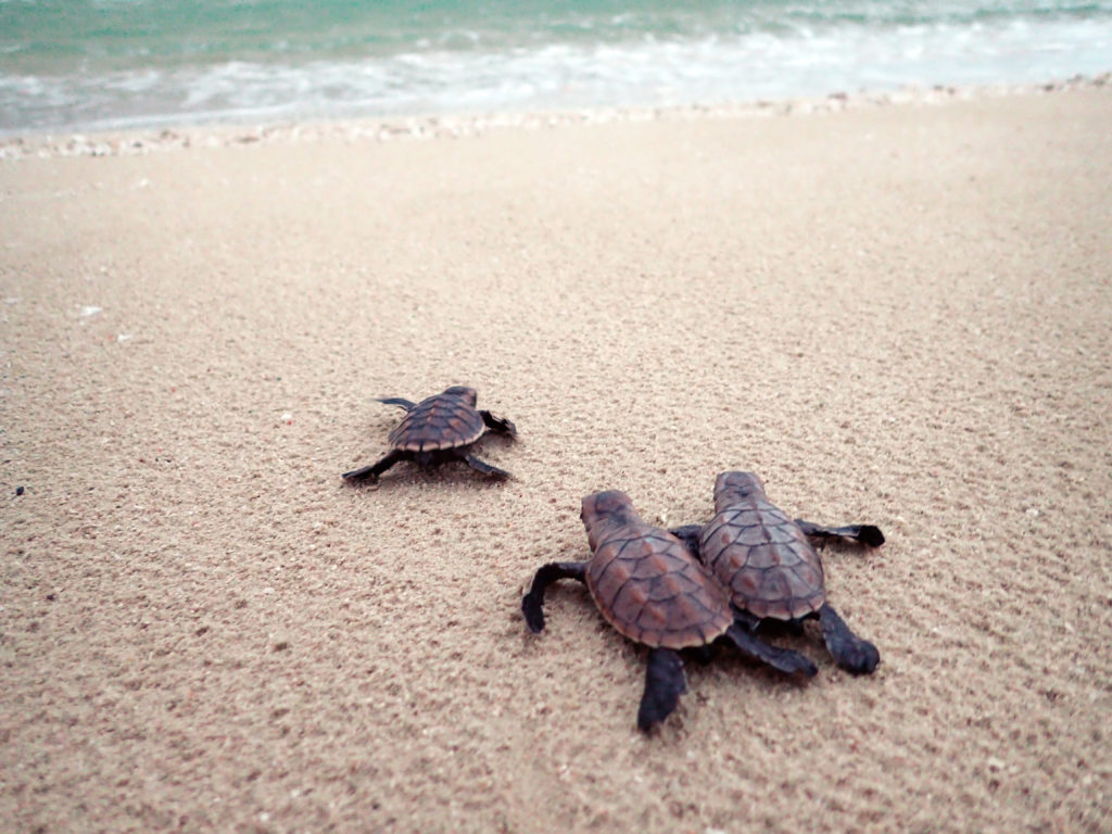Perdita di biodiversità e minacce per l’uomo: il Living Planet Report WWF