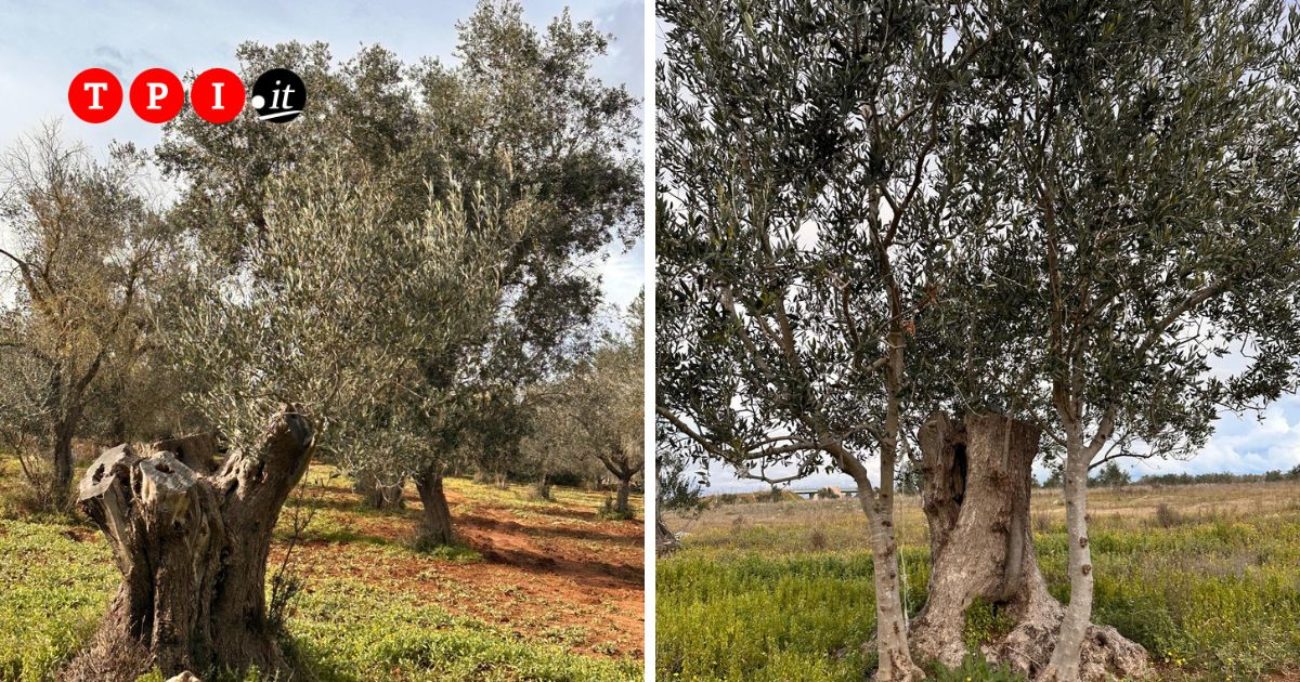 Xylella, la Regione Puglia: "Parziale ripresa degli ulivi nel Salento"